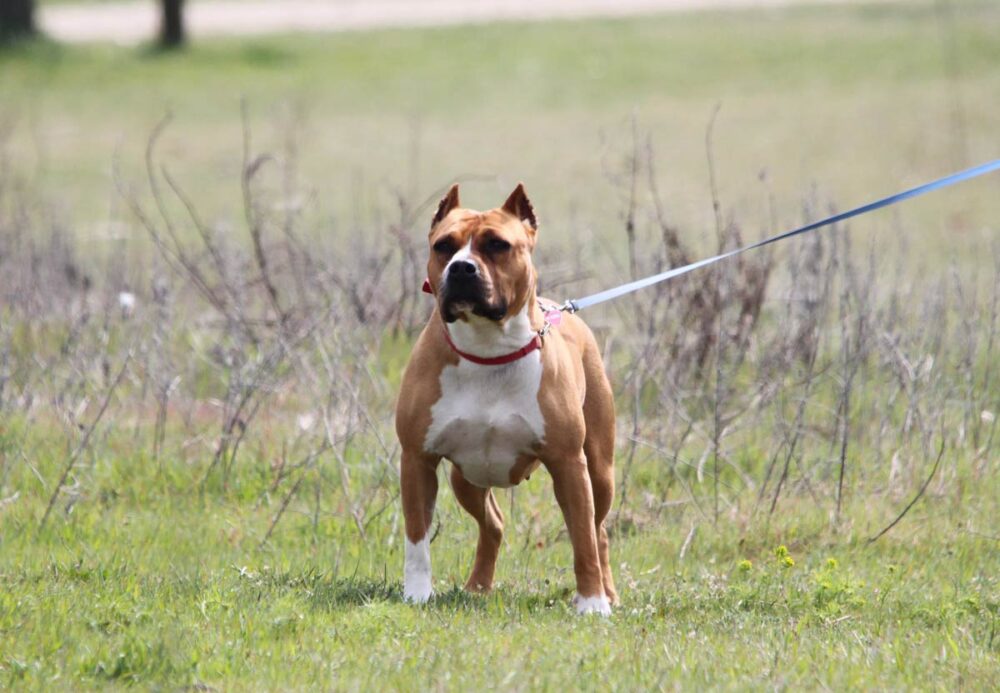 6 ulovlige hunderaser i Norge (med bilder) - Dyreplaneten