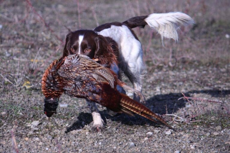 Raseprofil: Engelsk springer spaniel (med bilder)