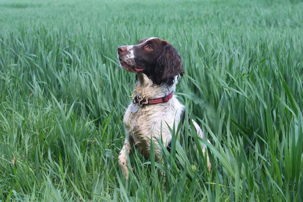 Raseprofil: Engelsk springer spaniel (med bilder)