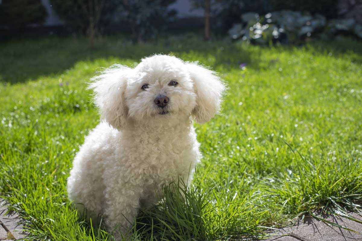 Raseprofil: Bichon frisé (med bilder)
