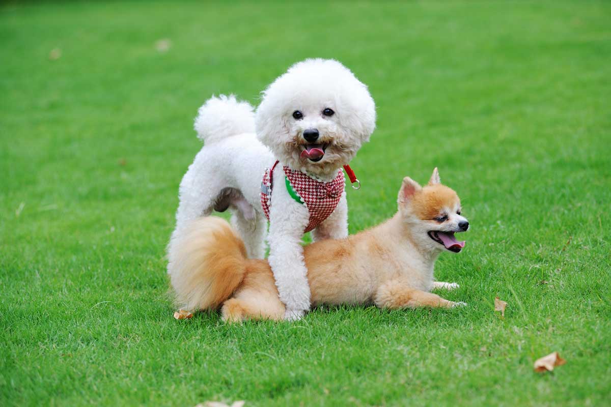 Raseprofil: Bichon frisé (med bilder)
