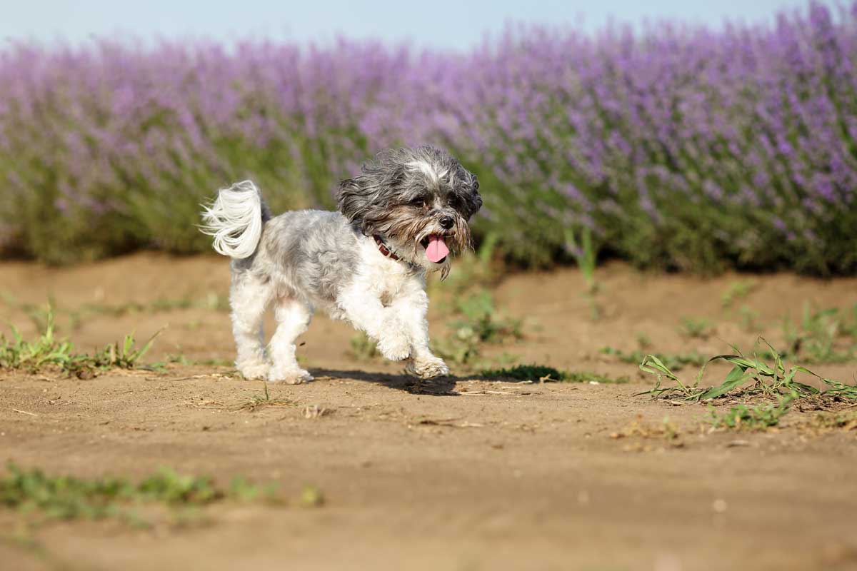 Raseprofil: Bichon havanais (havaneser) - Dette må du vite