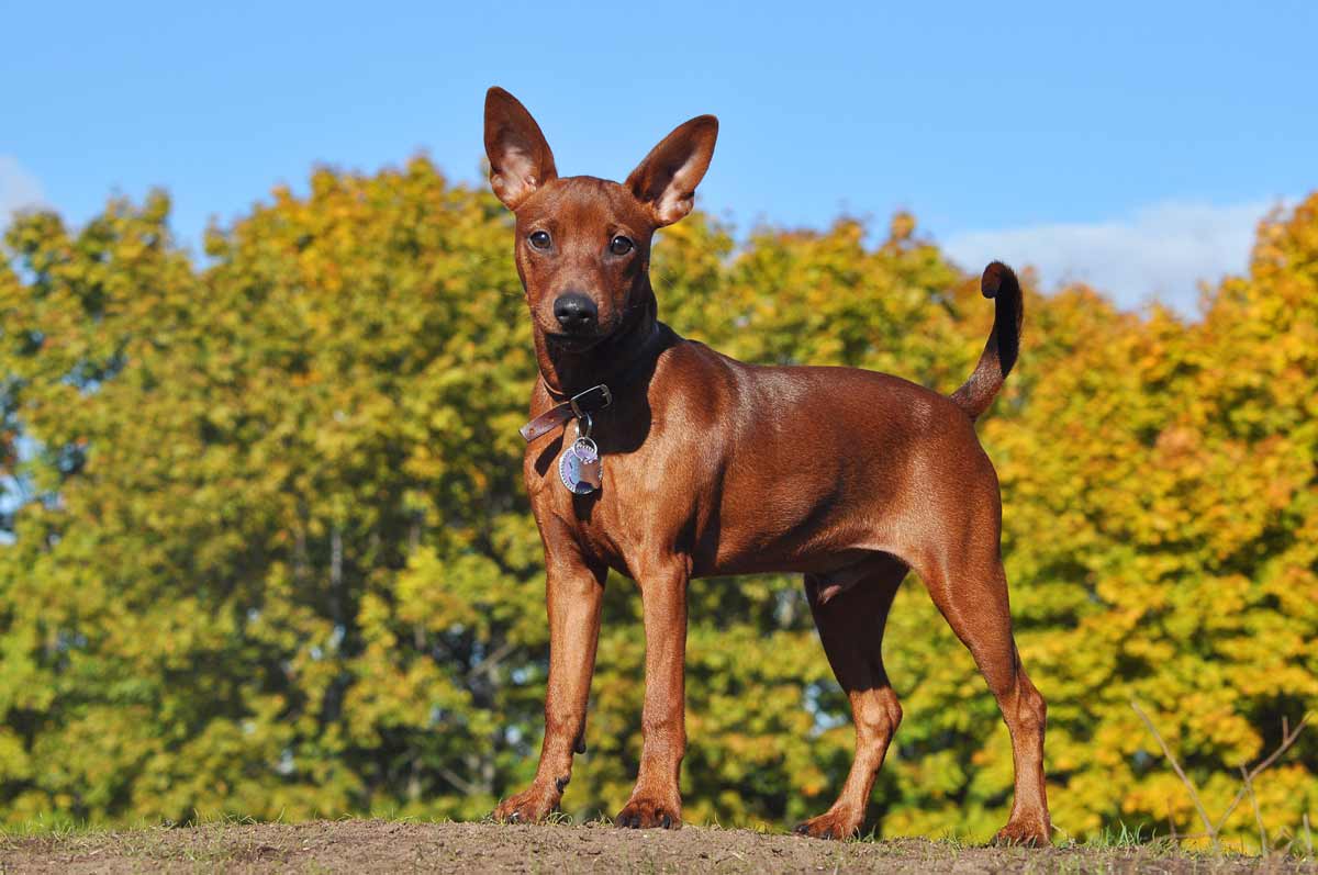 Raseprofil: Dvergpinscher (bilder, lynne og aktivitet)