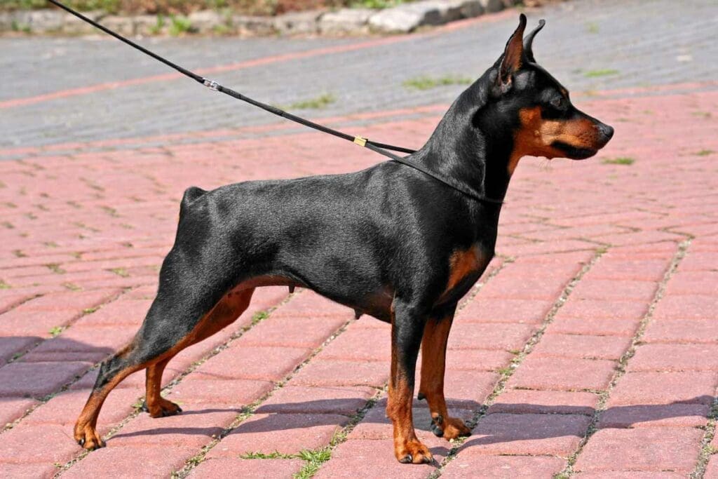 Raseprofil: Dvergpinscher (bilder, lynne og aktivitet)