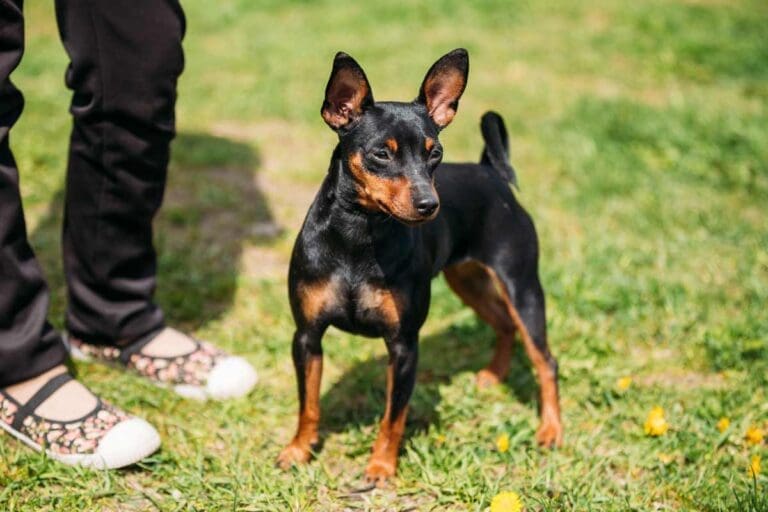Raseprofil: Dvergpinscher (bilder, lynne og aktivitet)