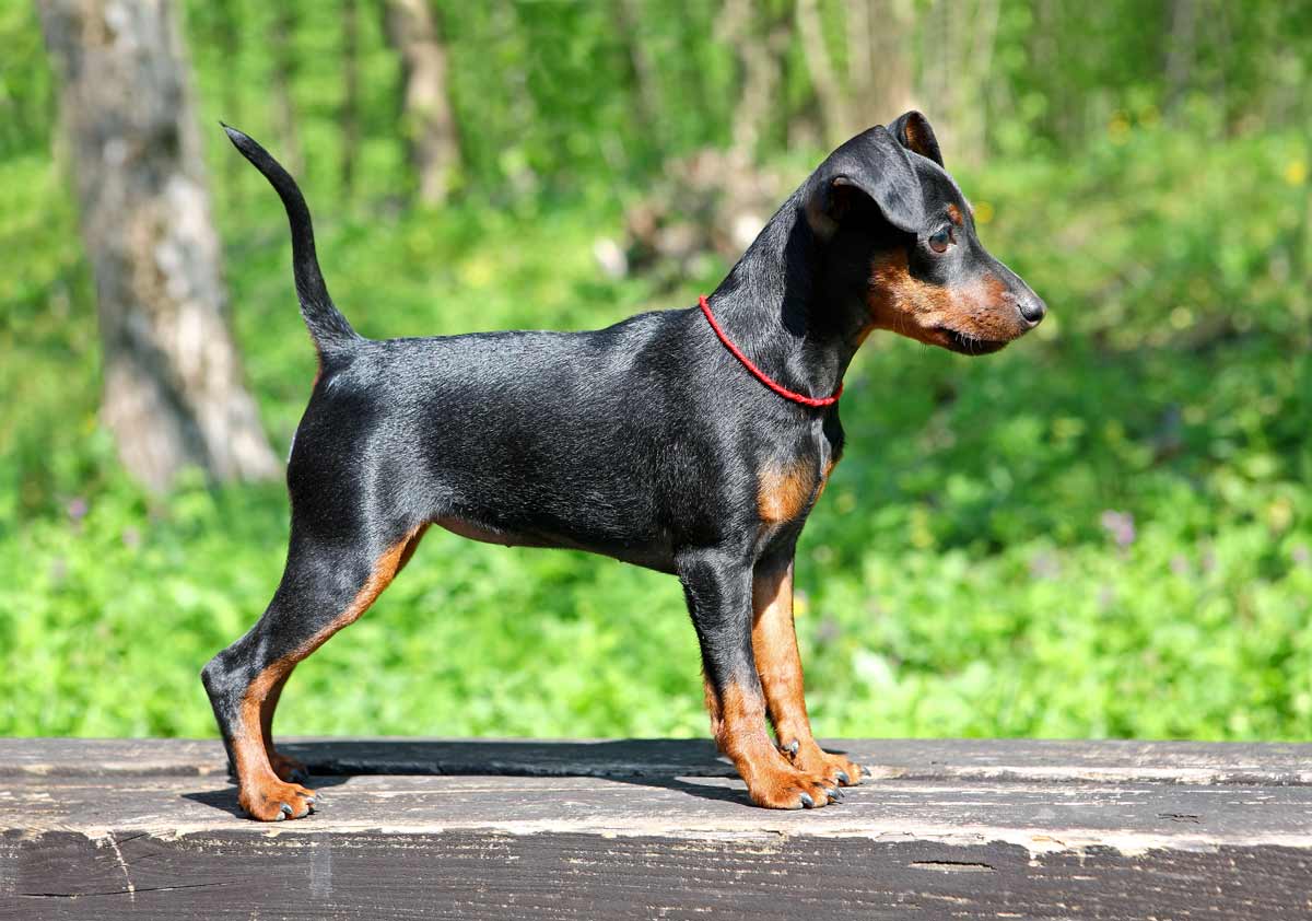Raseprofil: Dvergpinscher (bilder, lynne og aktivitet)